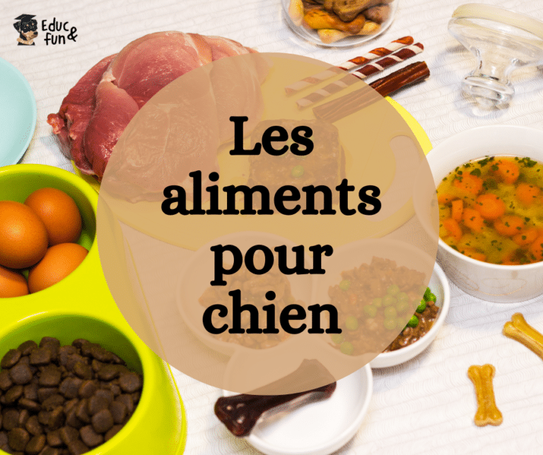 Les aliments pour chiens - Educnfun